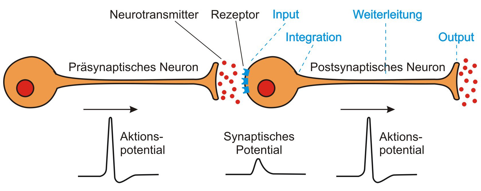 forschungsthemen_02GPCR_bild1_aktionspotential_neuron.poster.jpeg