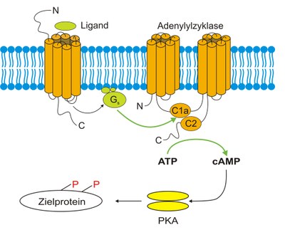 Biogene Amine - wichtige Botenstoffe im Nervensystem