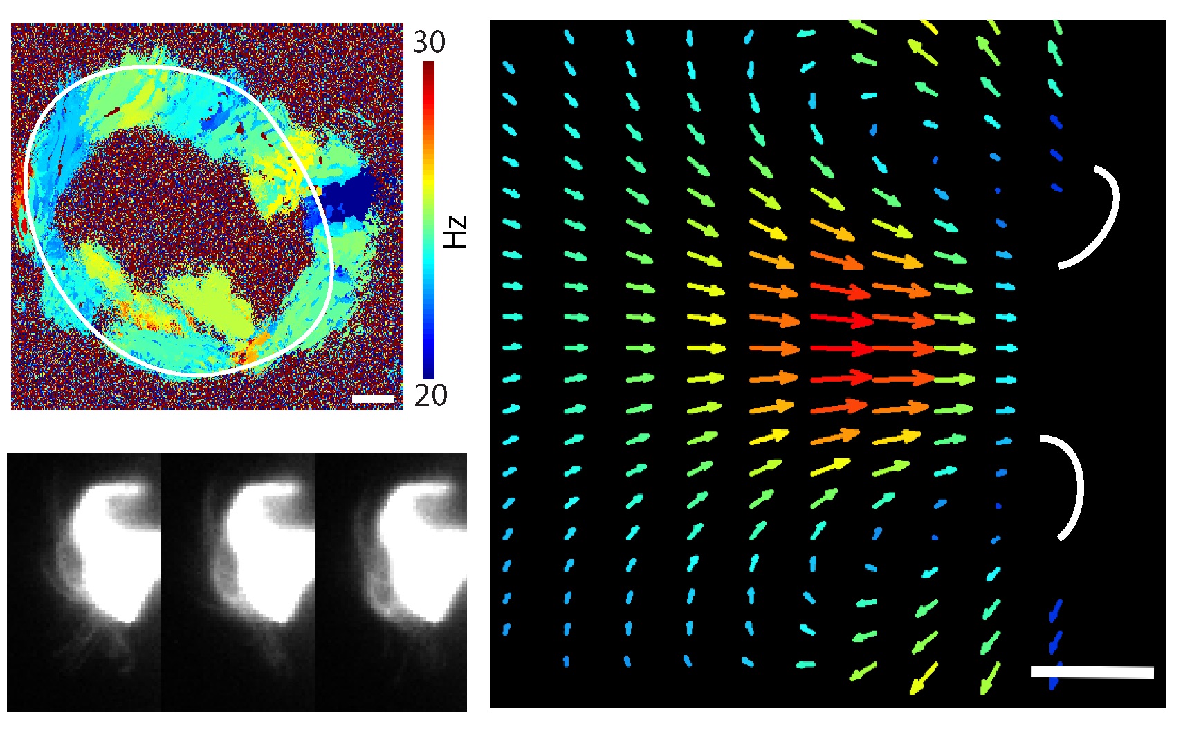 DFG Priority Programme "Microswimmers"