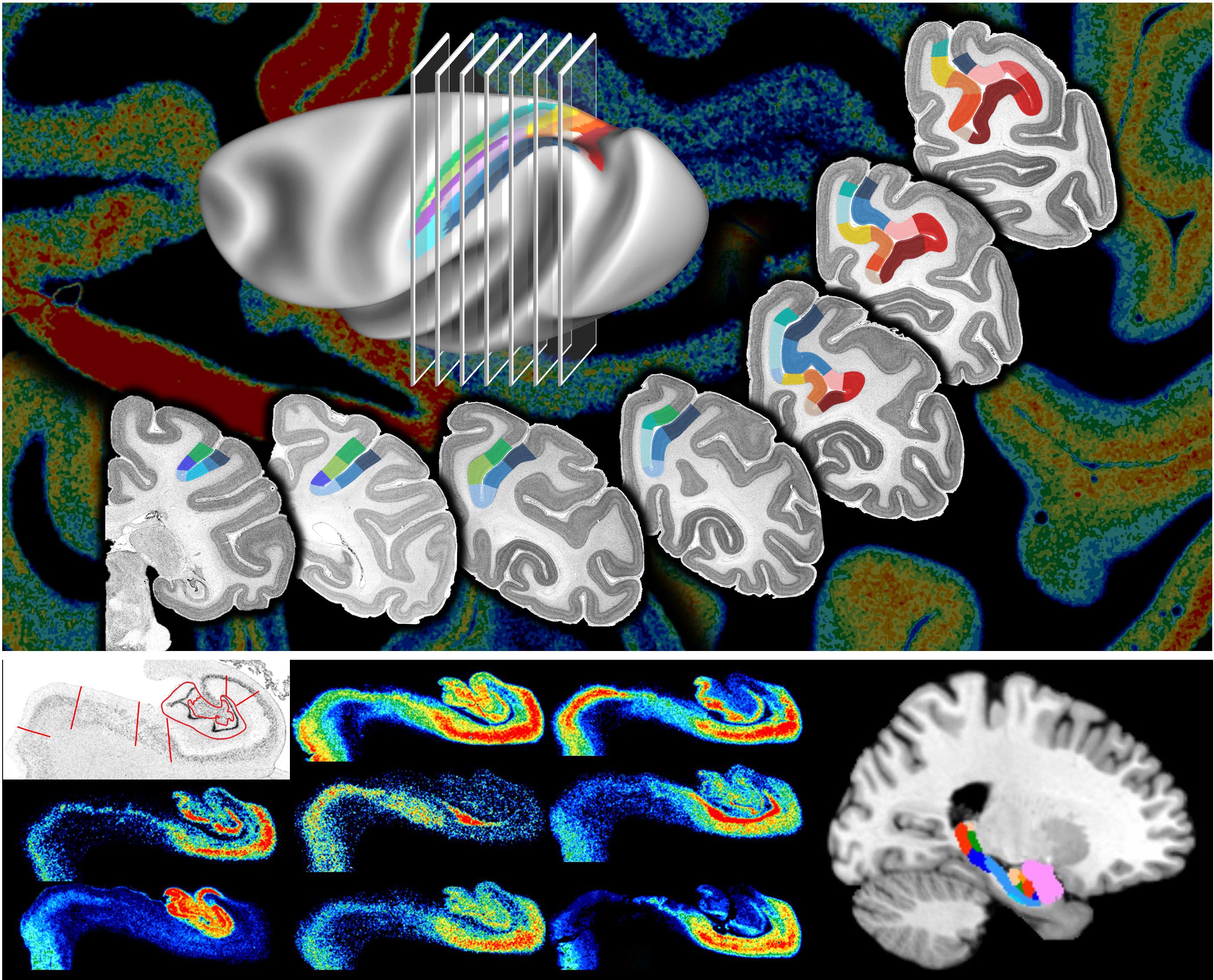 Receptors and Brain Structure