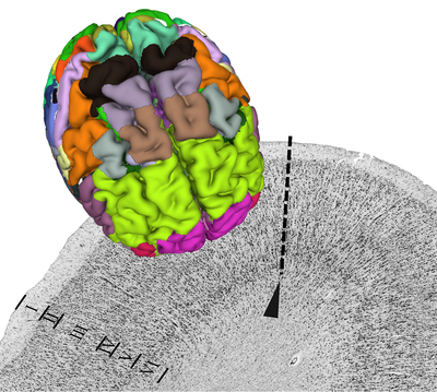 Complete data package of Julich-Brain Atlas released