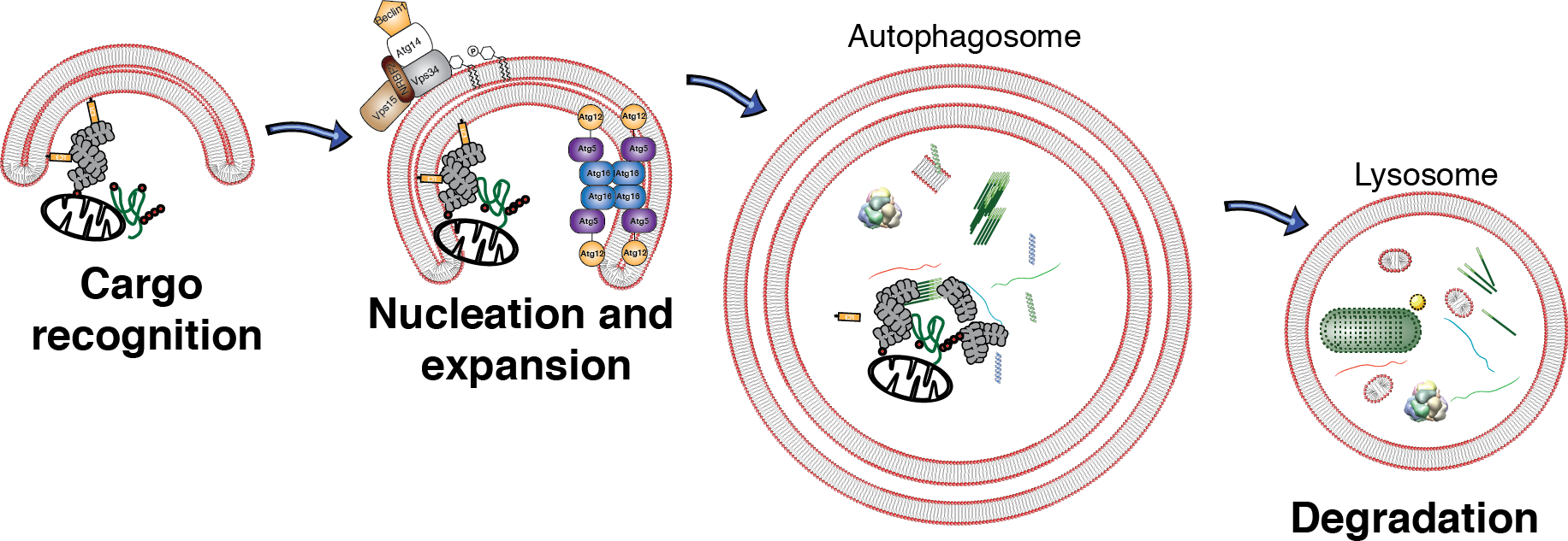 Autophagy_png.poster.png
