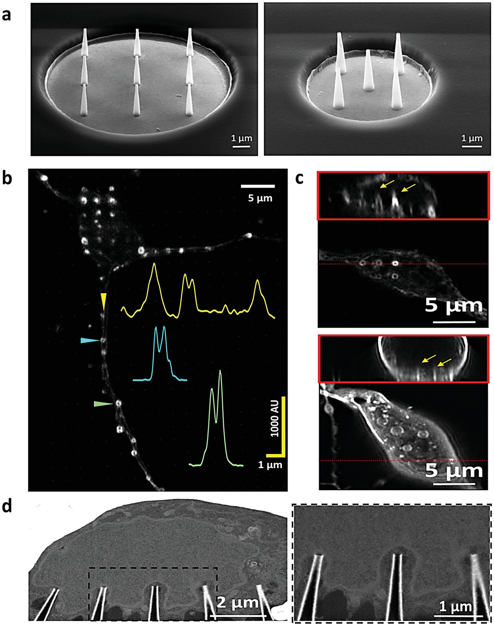High-Aspect-Ratio Nanoelectrodes for Neuronal Recordings