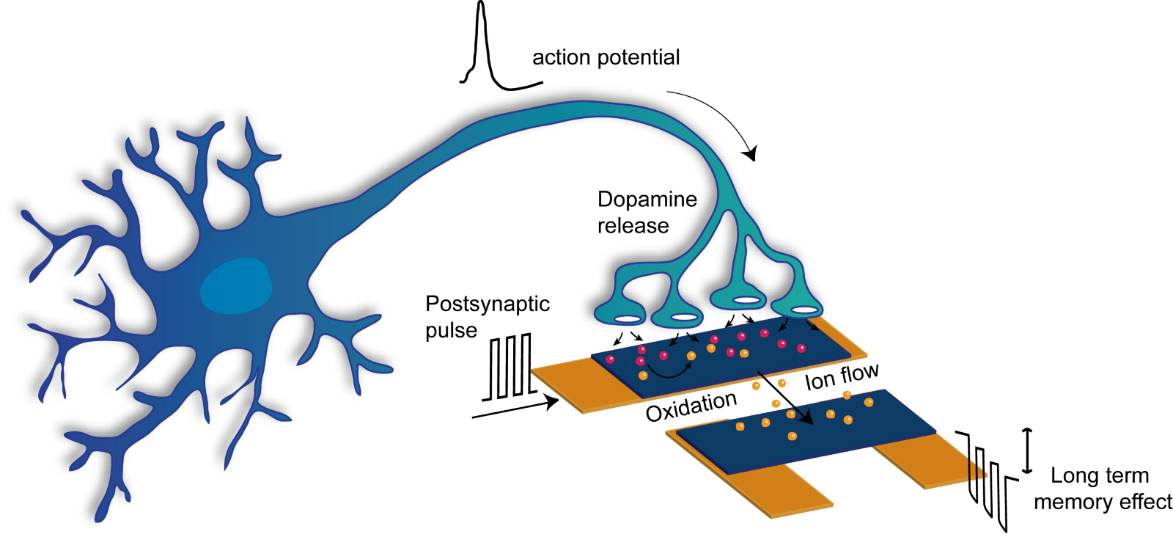 Neuromorphic biohybrids